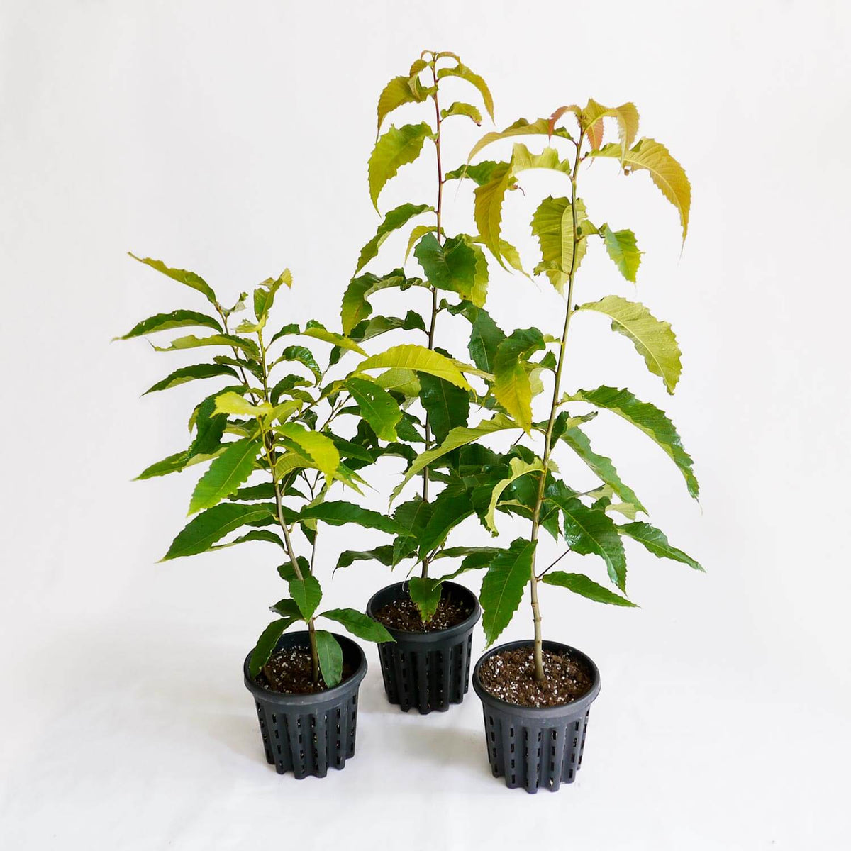 American Chestnut Seedling – Plump Farms